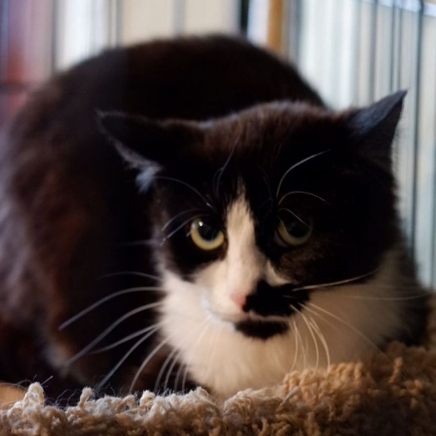 Взрослая, кошка в добрые руки