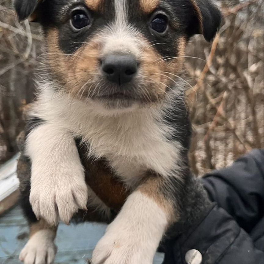 Щенки в добрые руки