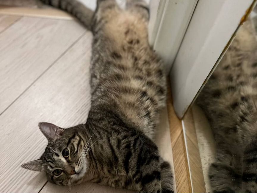 Кот в добрые руки