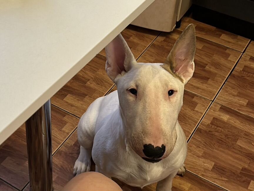 Бультерьер