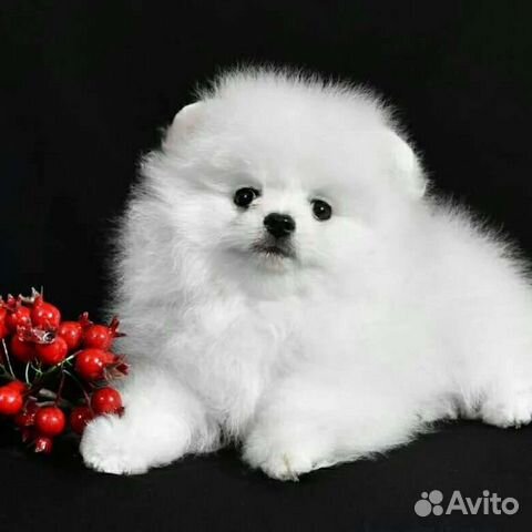 Мини шпиц и мальтези щенки