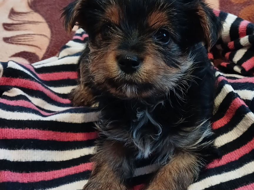 Йоркширский терьер