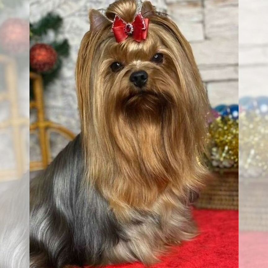 Йорк для вязок