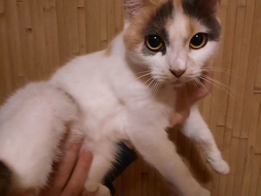 Молоденькая кошечка
