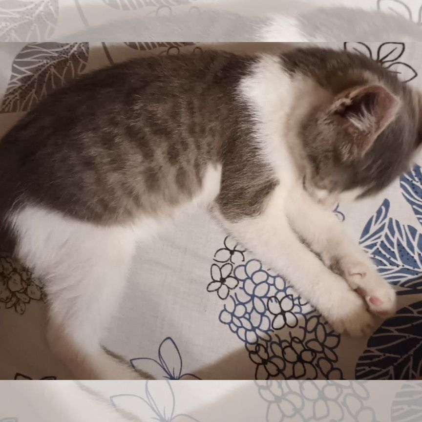 Котёнок в добрые руки