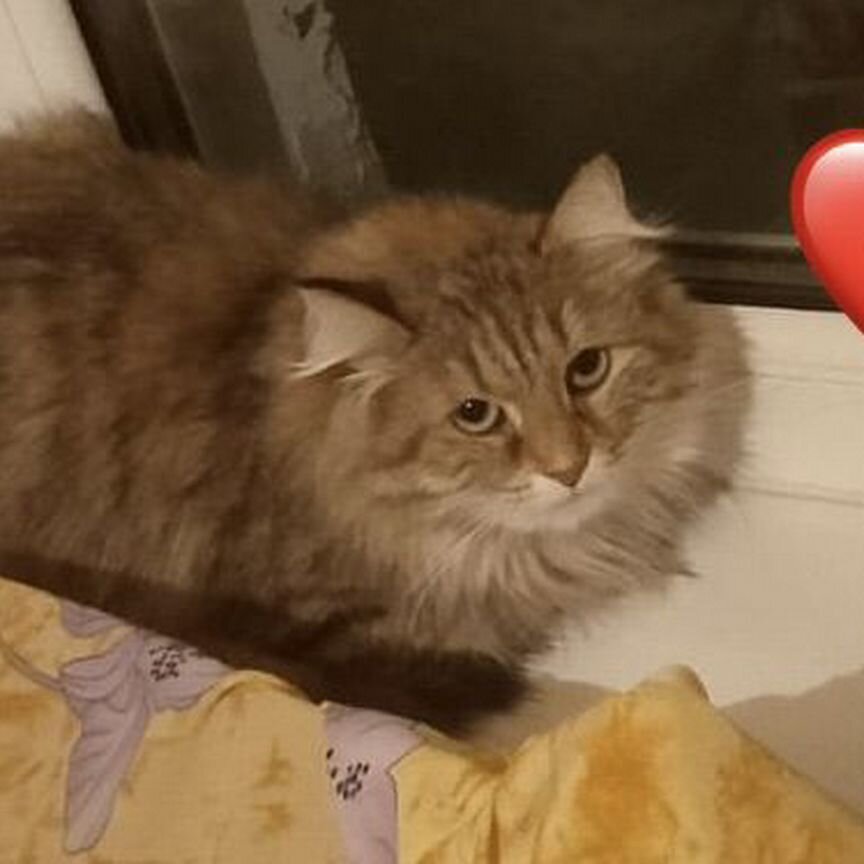 Кошечка домовёнок