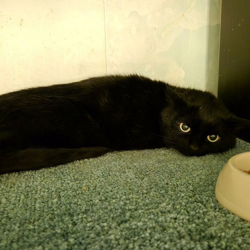 Котик в добрые руки