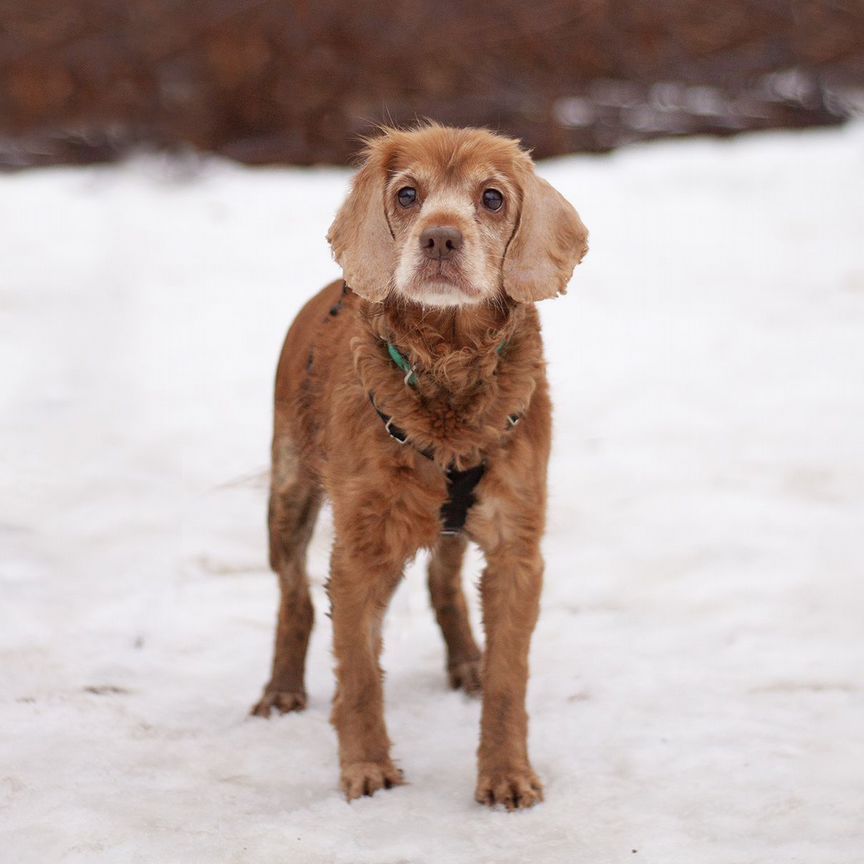 Спаниель в добрые руки из приюта