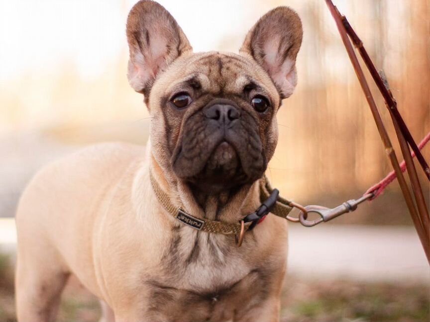 Французский бульдог щенок девочка