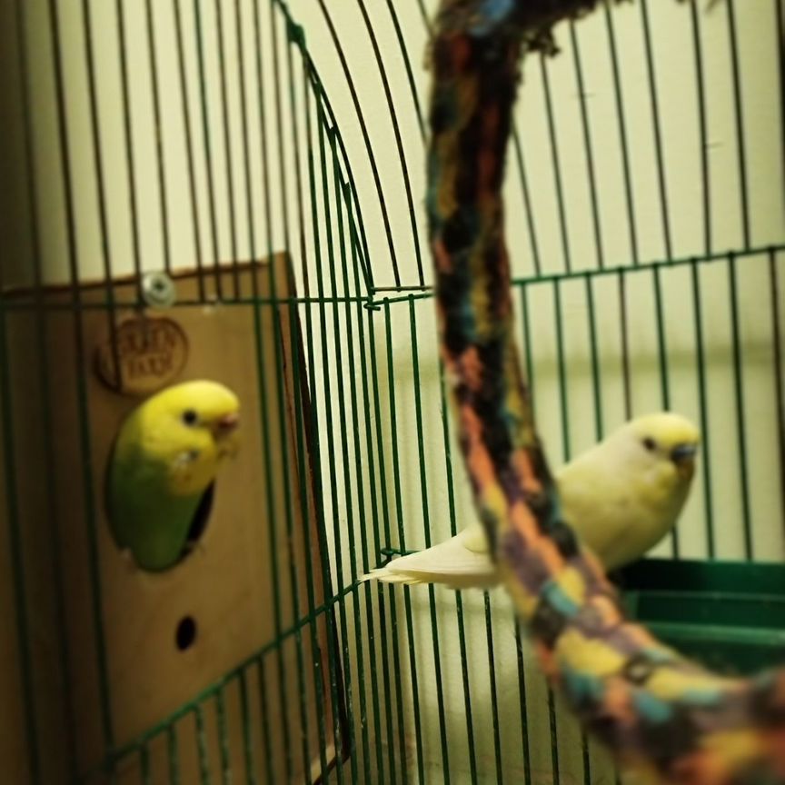 Волнистый попугай