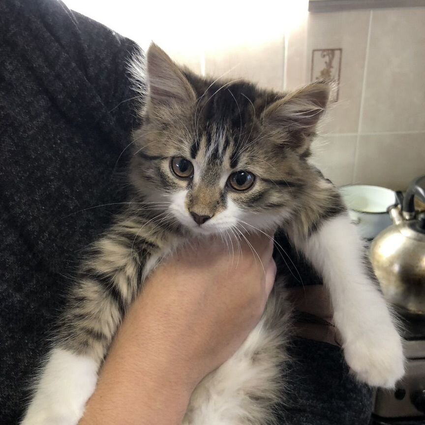 Кошечка в добрые руки