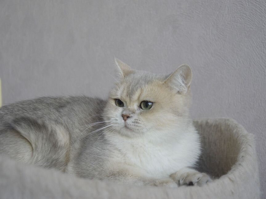 Кошки британские в любимцы