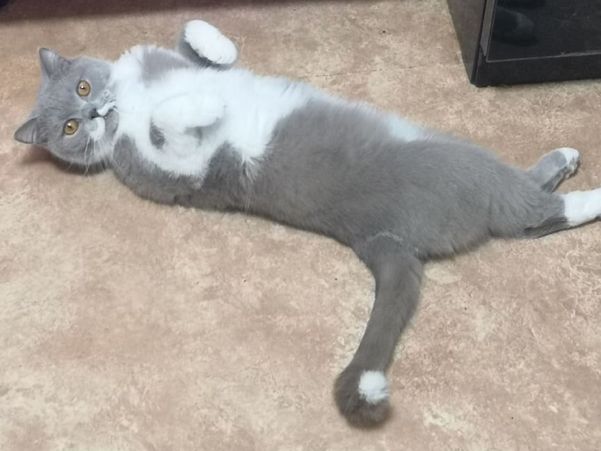 Британец кот