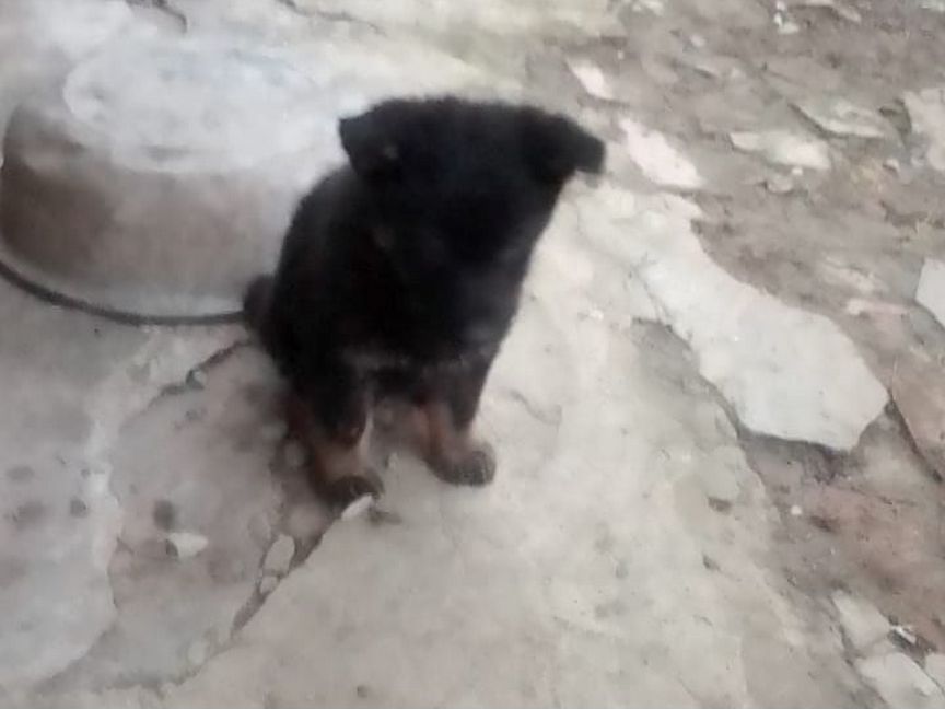 Собаки