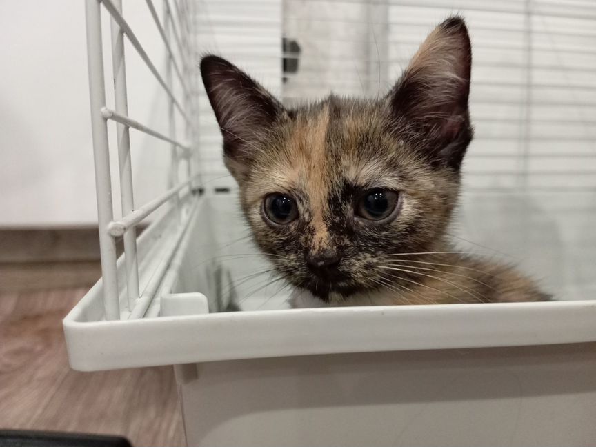 Отдам котенка в добрые руки