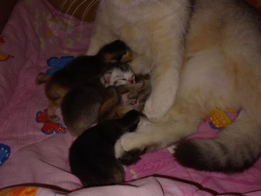 Шотландские котята под бронь