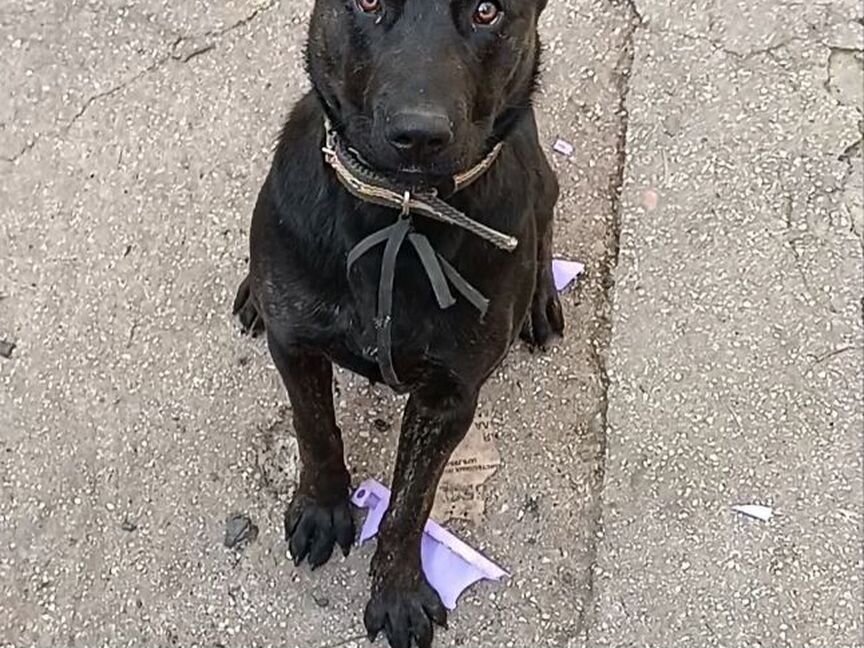 Собака в добрые руки