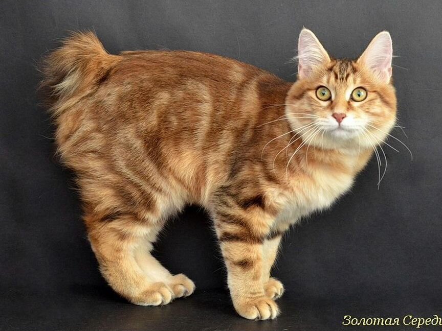 Курильский бобтейл