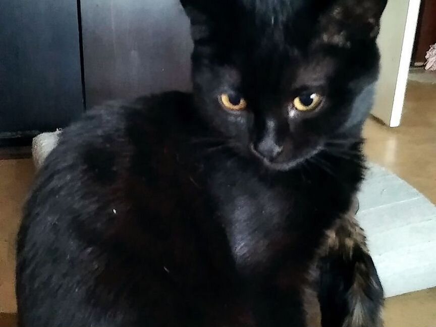 Кошечка, 4 месяца