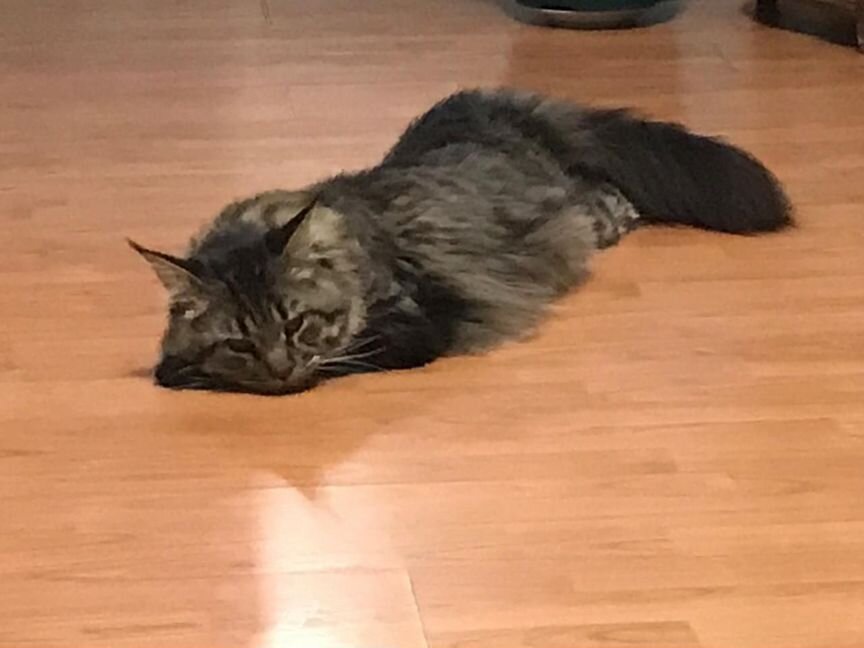 Отдадим кота "мейн-кун" в хорошие руки