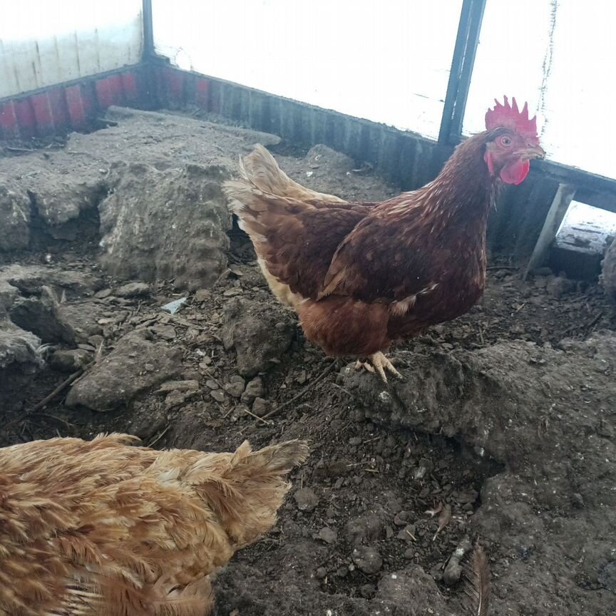 Куры несушки