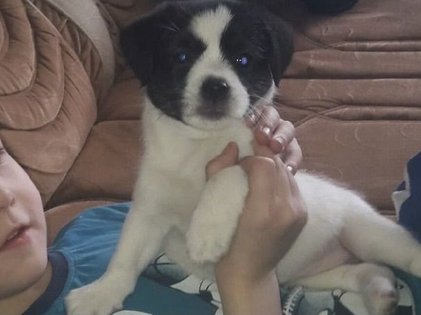 Щенки помесь болонки