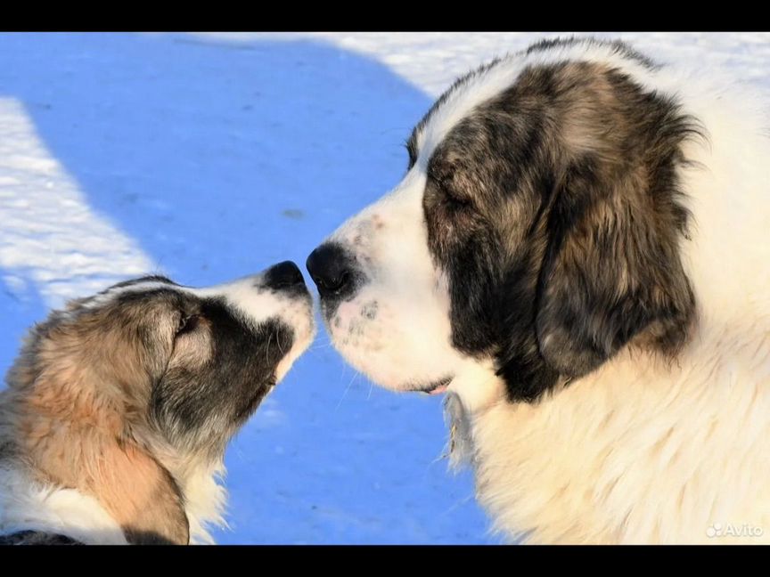 Чудесные щенки Пиpенейскoго мастифа