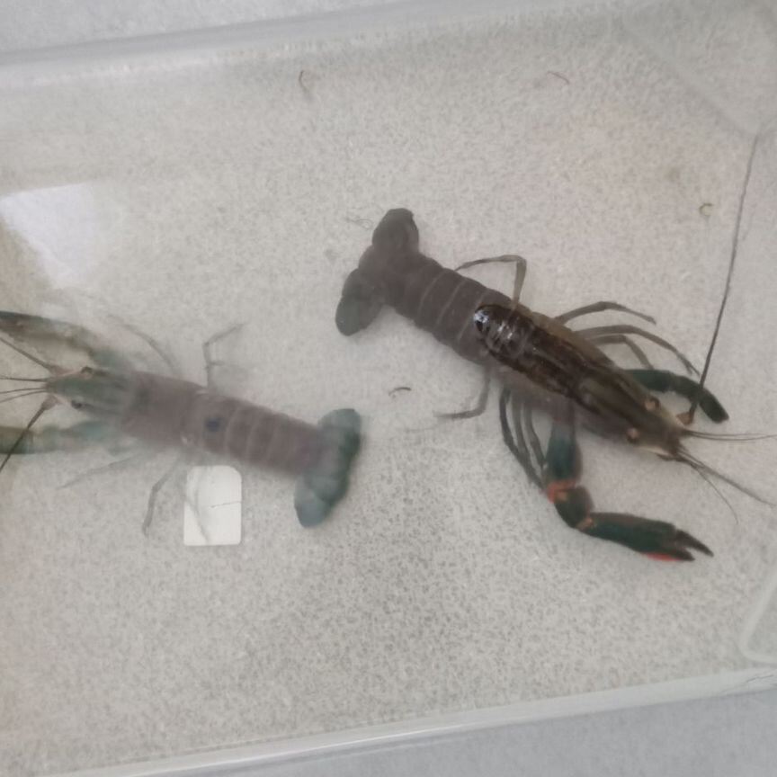 Австралийский красноклешневый рак аккр