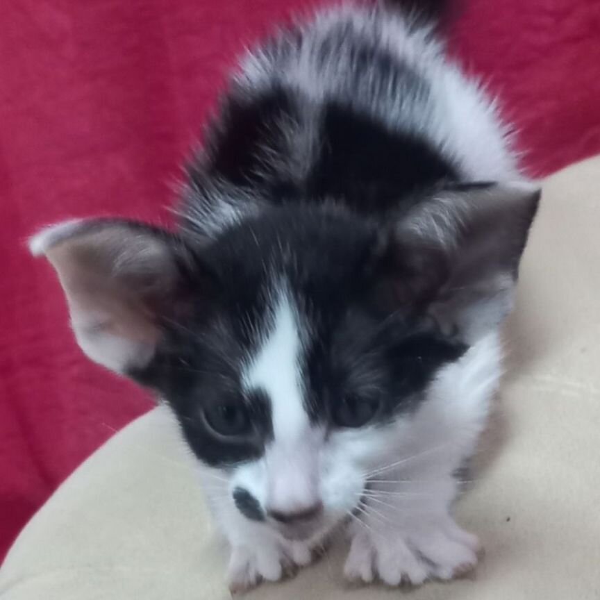 Ориентальный котёнок