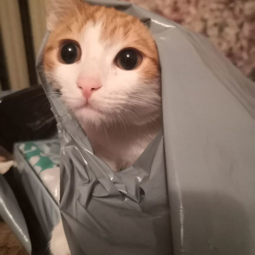 Отдам кота в добрые руки