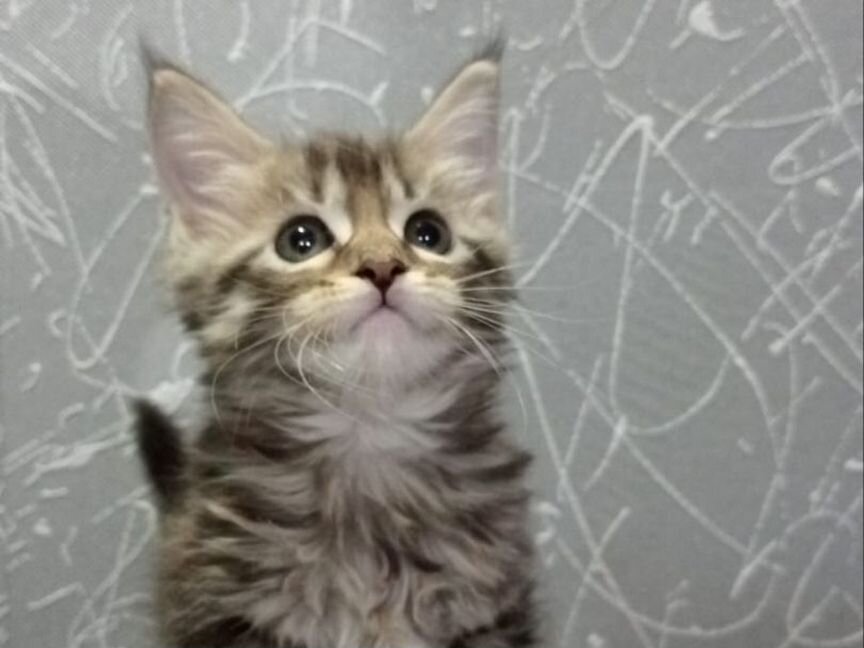 Котята мейн-кун