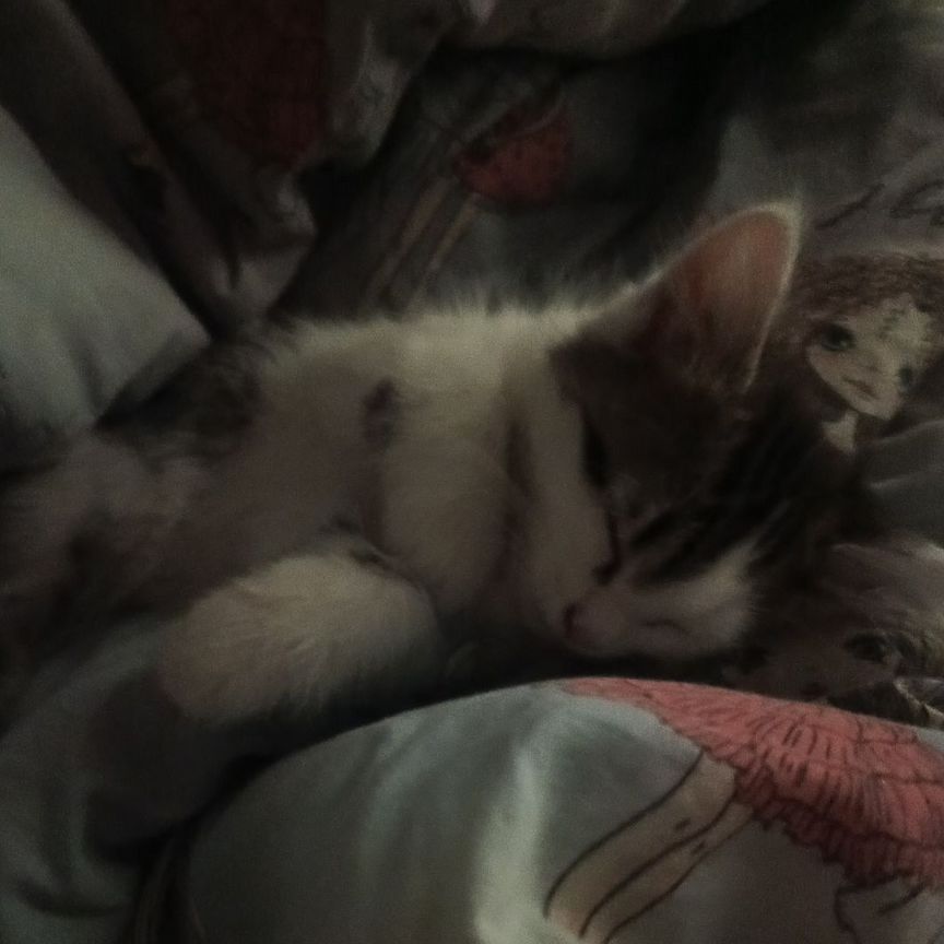 Котёнок в добрые руки
