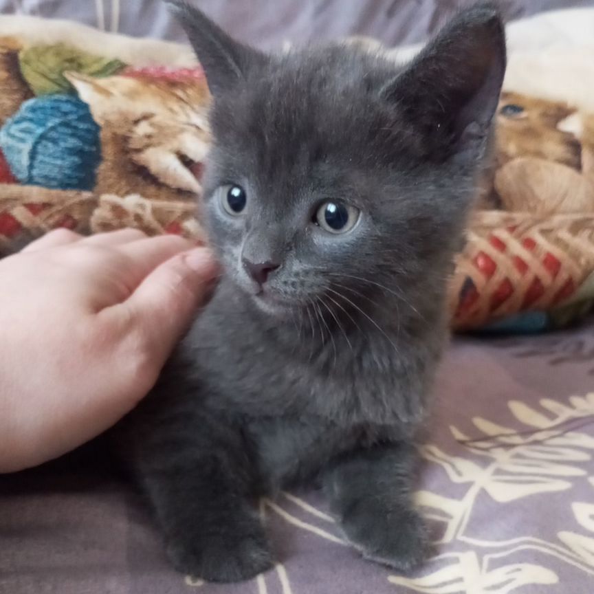 Британский короткошёрстный котёнок