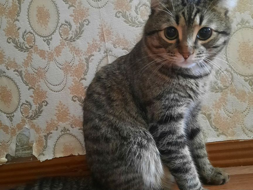 Кошки в добрые руки породистые