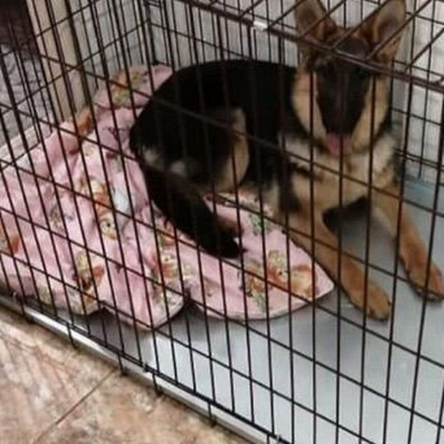 Клетка для собаки