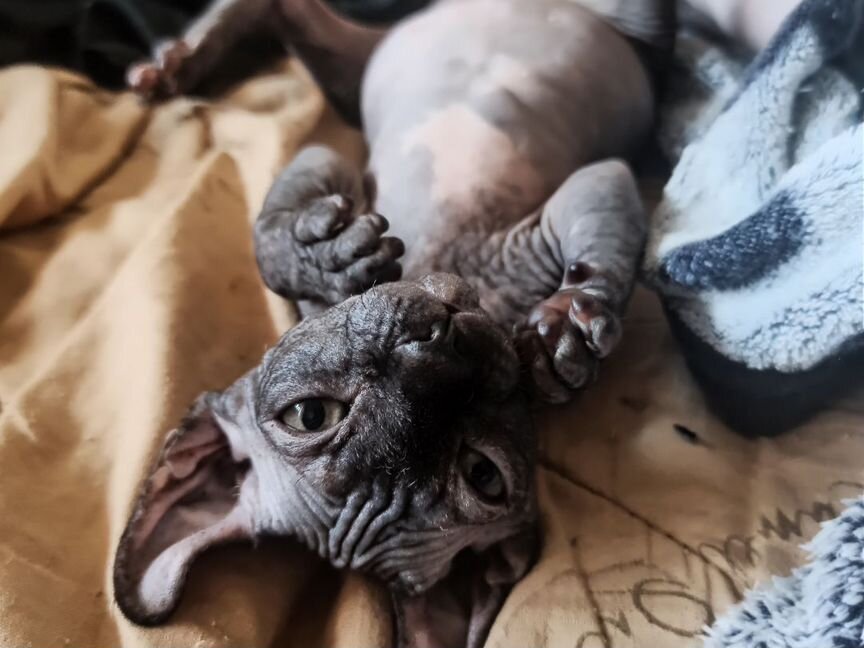 Сфинкс эльф девочка