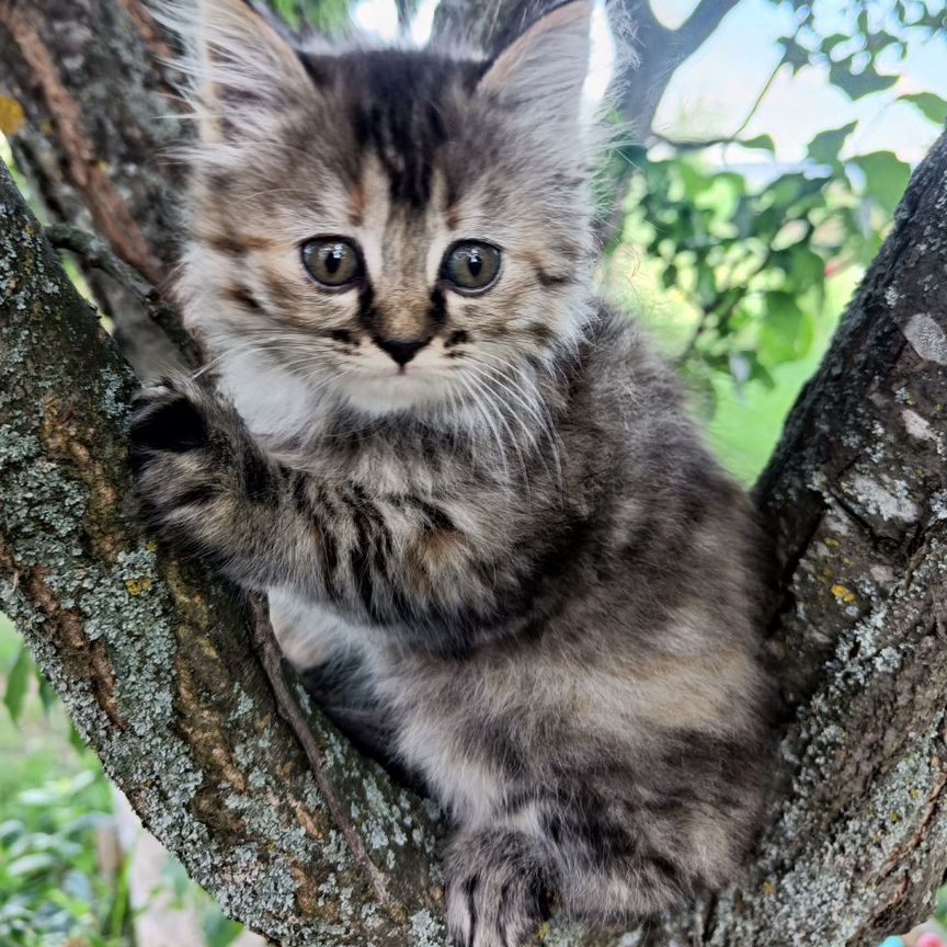 Шотландский прямоухий длинношёрстный котёнок