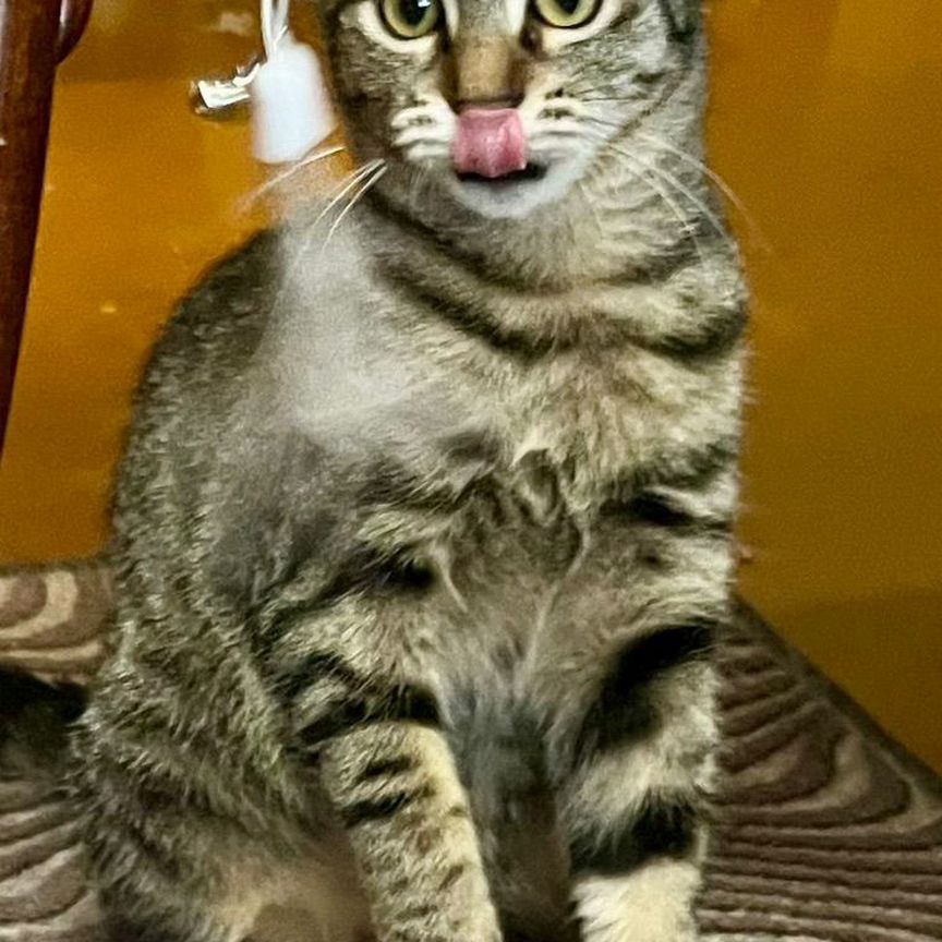 Тигра котенок
