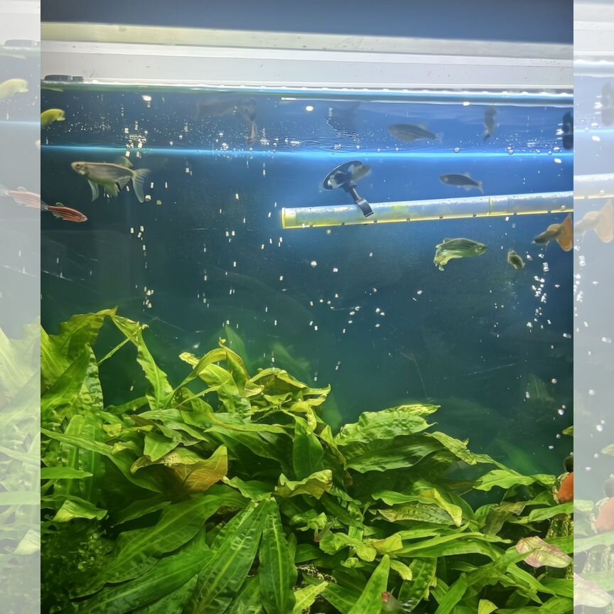 Аквариумные рыбки