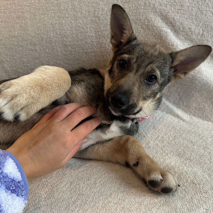 Милый щенок друг для вас