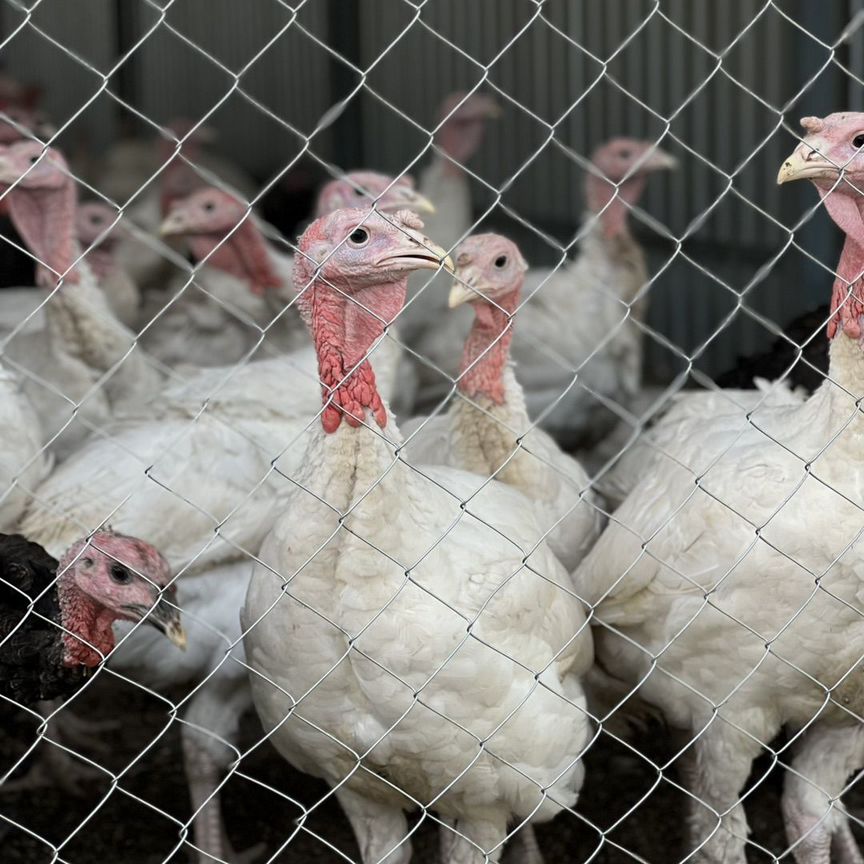 Индейка живым весом(самец)