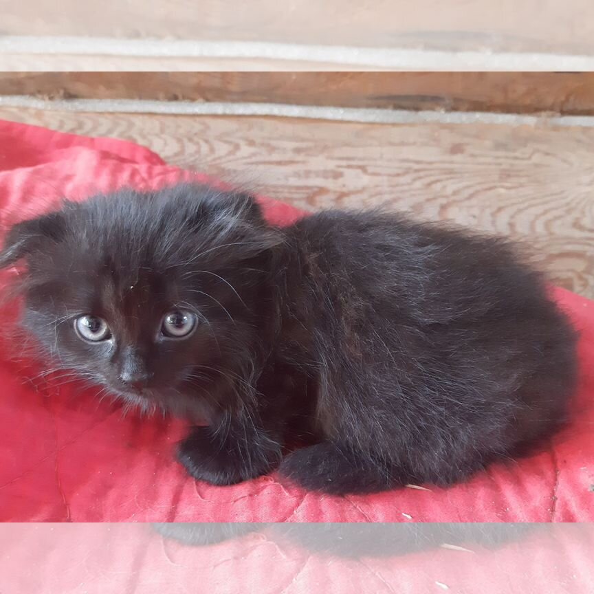 Котёнок в добрые руки