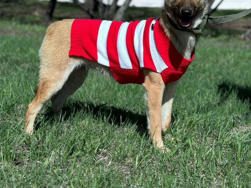 Красотка Креветка ищет семью