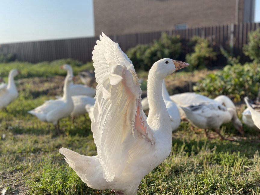 Гуси домашние