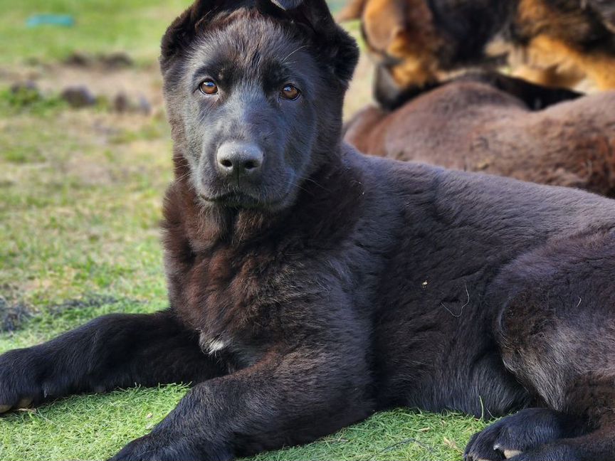 Щенки немецкой овчарки