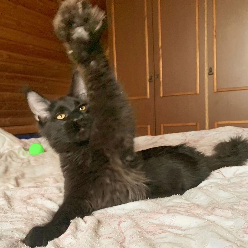 Котенок мейн-кун черный 5 месяцев