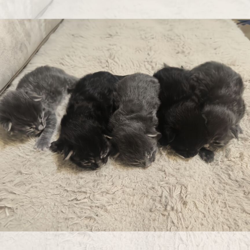 Мейн-кун котёнок