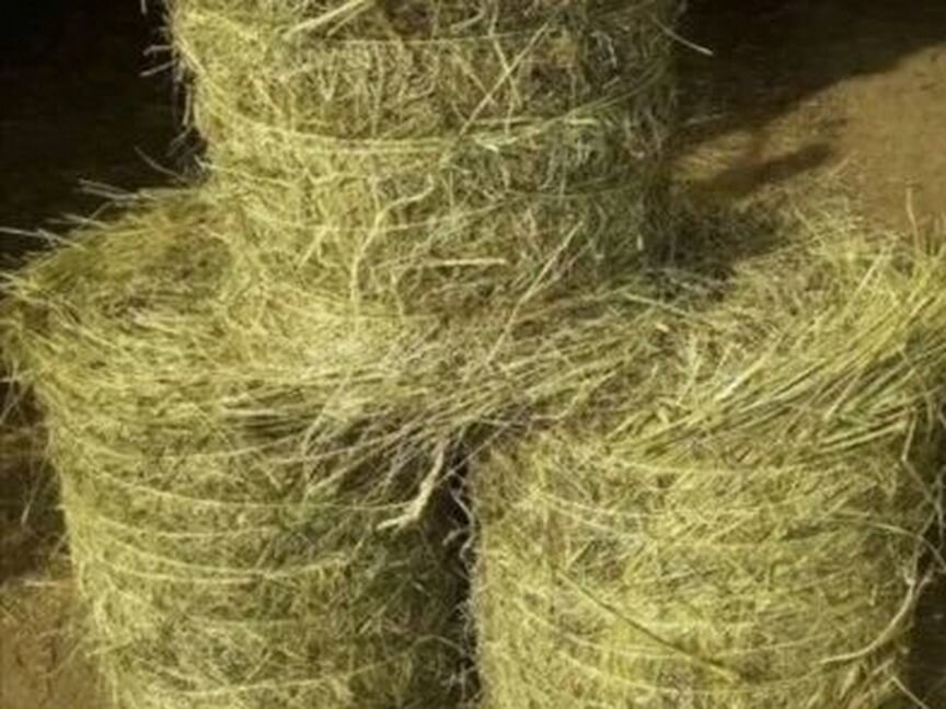 Сено в тюках рулончиках