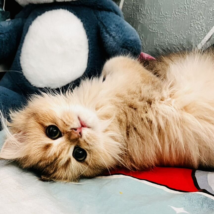 Британская кошечка