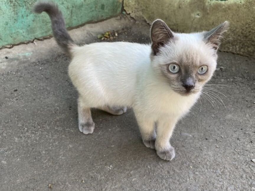 Сиамский кот